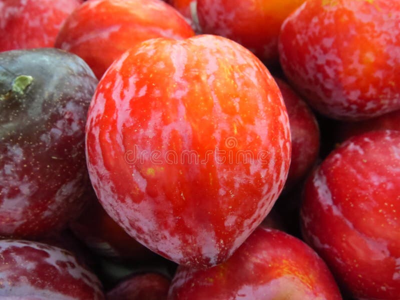 Closeup Shot of a Single Bright Orange Red Plum with White Streaks from ...