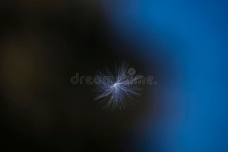 Closeup Shot of a Single Dandelion Seed Floating Against a Blurred Blue ...