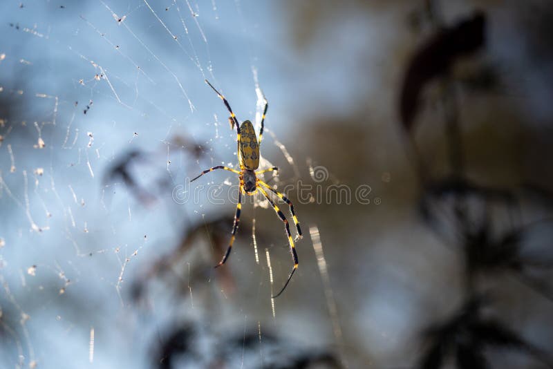 Closeup Shot of a Single Spider in the Spider Web. Stock Image - Image ...