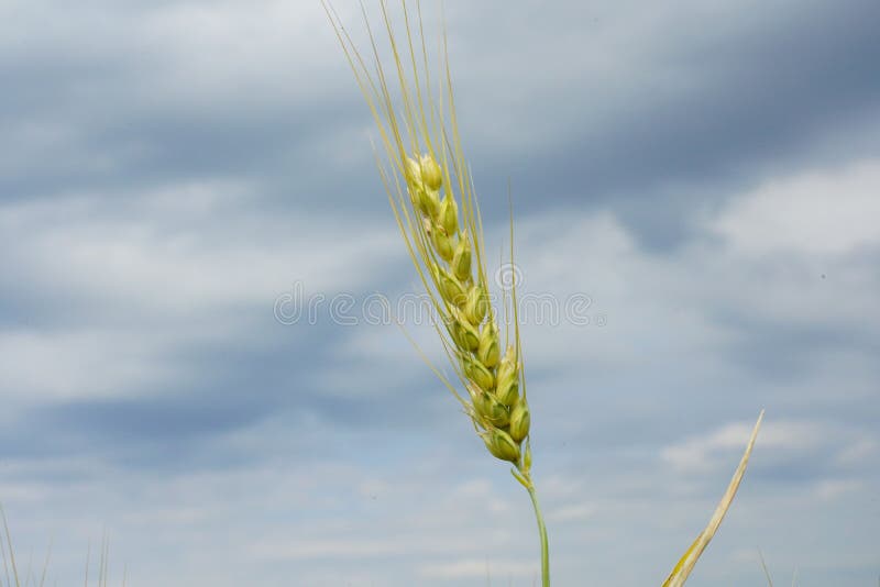 Single cow in wheat field stock image. Image of food - 221710977