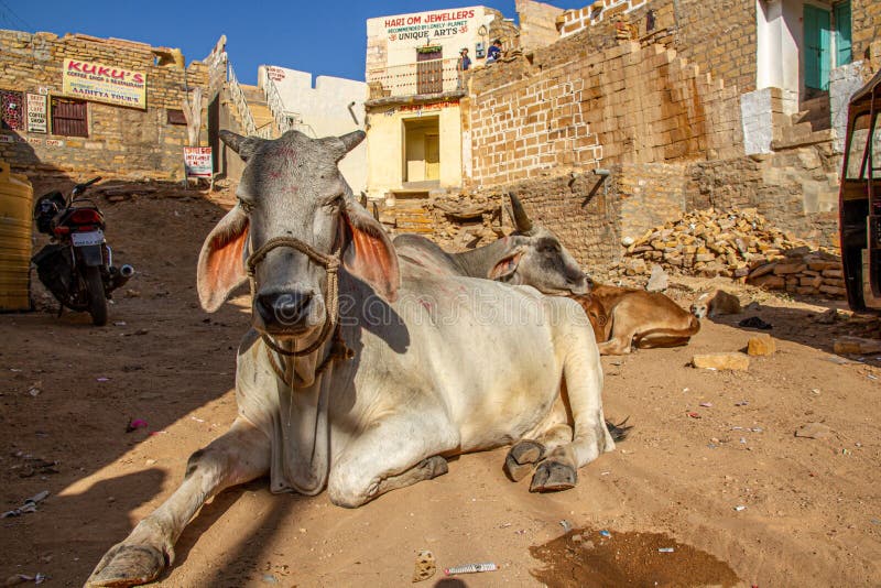 Closeup Shot of the Sitting Cow Stock Image - Image of monument ...