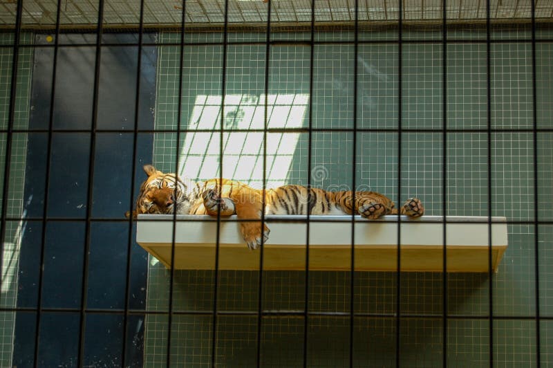 Closeup Shot of a Sleeping Tiger Inside in the Cage in Sunlight Stock ...