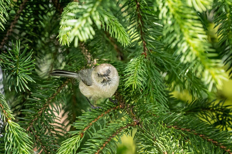 Bird on the Pine tree stock image. Image of side, black - 26881375
