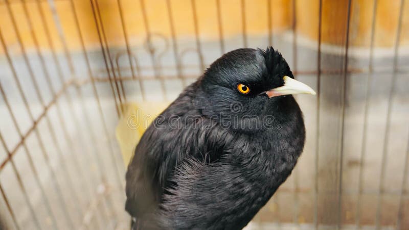 Closeup Shot of a Small Blackbird in a Cage Stock Image - Image of wild ...