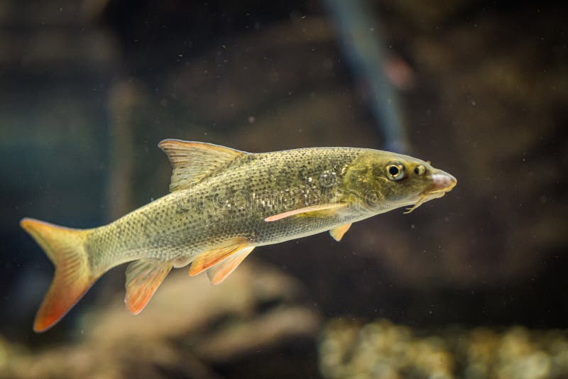 Closeup Shot of a Small Fish Underwater Stock Photo - Image of small ...