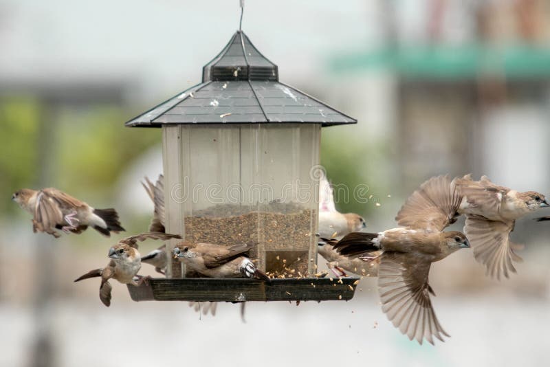 Closeup Shot of a Small Flock of Sparrows Flying Around Bird Feeder ... Closeup Shot of a Small Flock of Sparrows Flying Around Bird Feeder ...