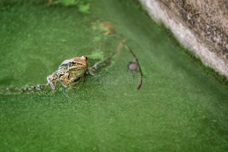 Closeup Shot of a Small Frog by the Edge of a Pond Full of Moss Stock ...