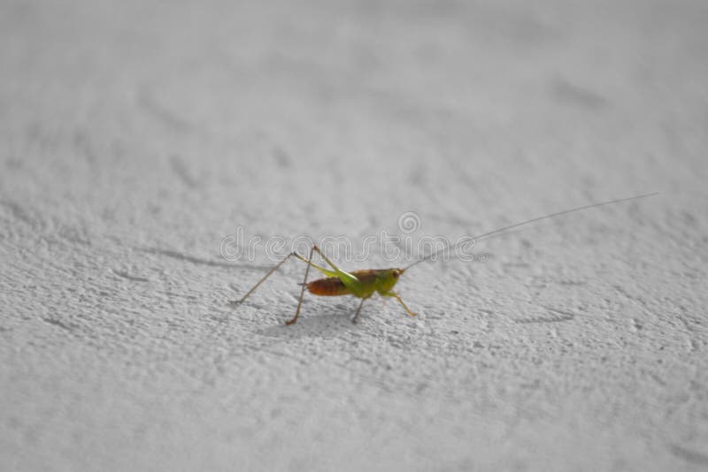 Closeup Shot of a Small Great Green Bush-cricket on a White Wall Stock ...