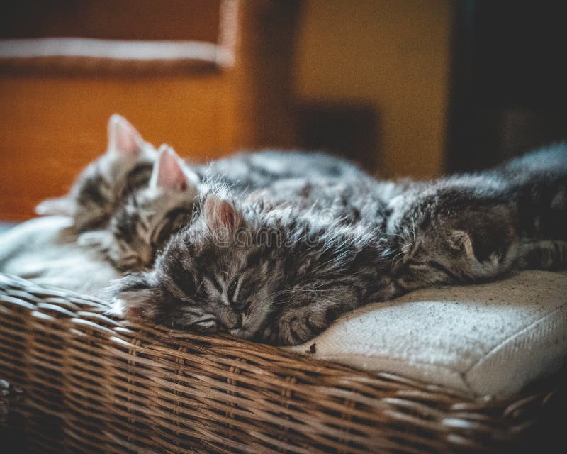 Closeup Shot of Small Kittens Sleeping Together Stock Image - Image of ...
