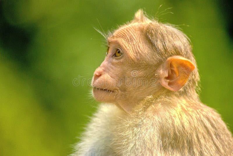 Closeup Shot of a Small Light Yellow Monkey Face Stock Image - Image of ...
