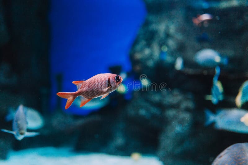 Closeup Shot of a Small Orange Fish Swimming in the Water Stock Image ...