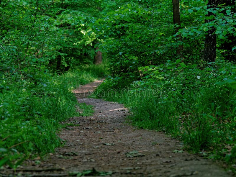 Small Pathway in the Nature Stock Image - Image of small, path: 97761411