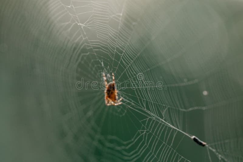 Closeup Shot of a Small Spider in a Spider Web Stock Photo - Image of ...
