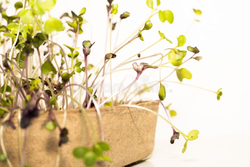 Closeup Shot of Small Sprouting Microgreens Spores in a Pot on a White ...