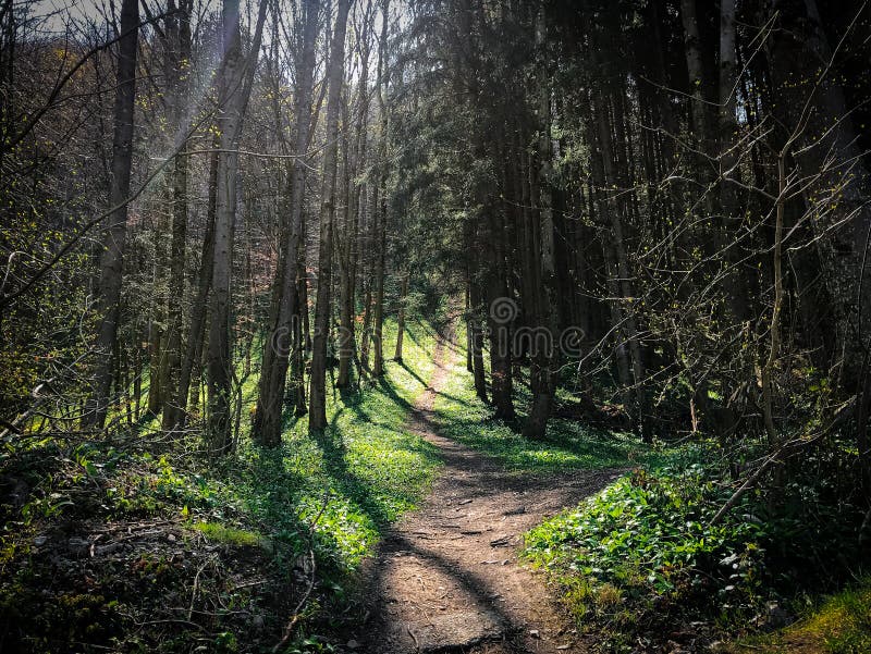 Closeup Shot of a Small Trail through the Trees Stock Image - Image of ...
