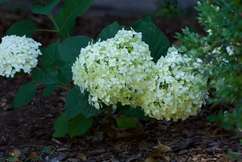 Closeup Shot of Smooth Hydrangea Flowers - Hydrangea Arborescens Stock ...