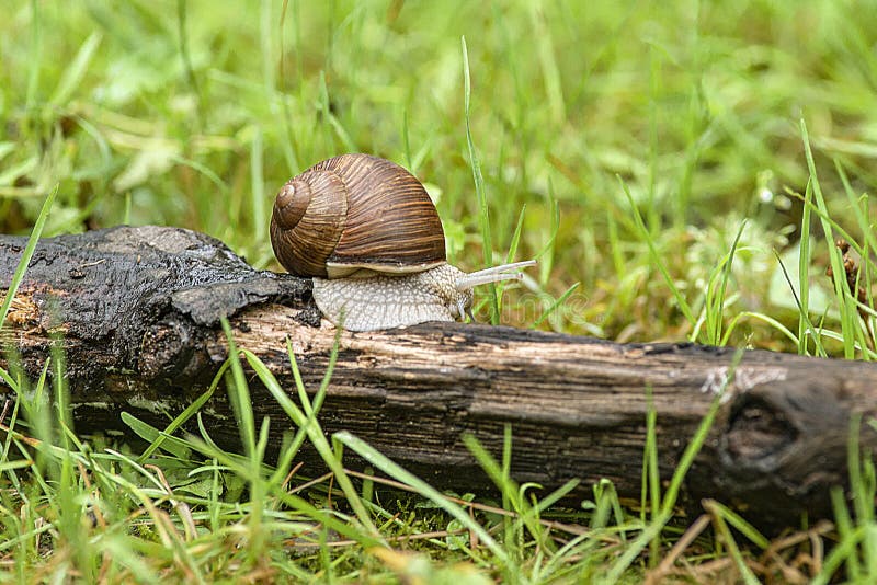 Closeup Shot of a Snail on a Log in a Forest Stock Image - Image of ...