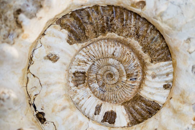 Closeup Shot of a Snail Shell Fossil Stock Image - Image of coil, brown ...