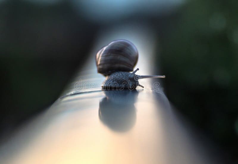 Closeup Shot of a Snail Sliding on a Smooth Surface Stock Photo - Image ...