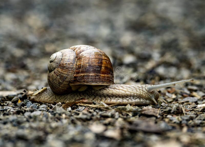 Closeup Shot of a Snail Slowly Moving on the Ground Stock Image - Image ...