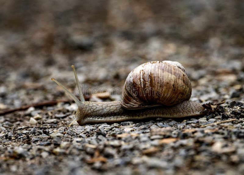 Closeup Shot of a Snail Slowly Moving on the Ground Stock Photo - Image ...