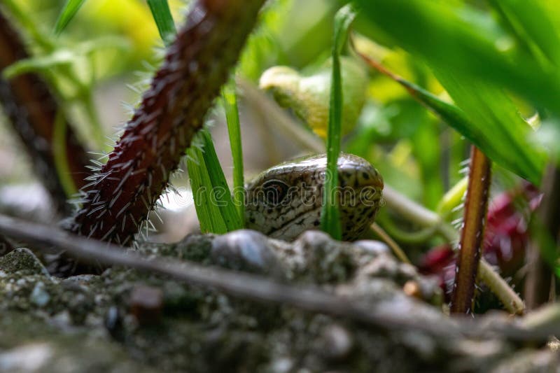 Closeup Shot of a Snake among Lush Foliage on the Ground Stock Image ...