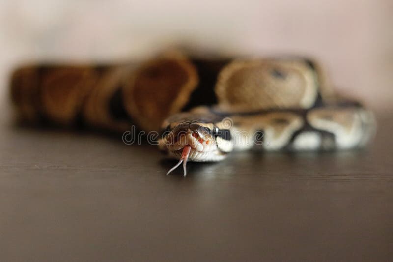 Closeup Shot of a Snake on a Table with Its Tongue Extended Stock Photo ...
