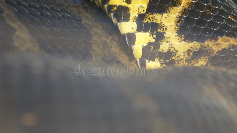 A Closeup Shot of a Snake Texture Stock Photo - Image of spring ...