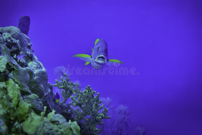 Closeup Shot of a Snapper Fish Showing Teeth Stock Photo - Image of ...