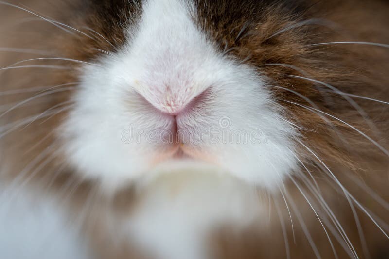 Closeup Shot of the Snout of a White and Brown Rabbit Stock Image ...