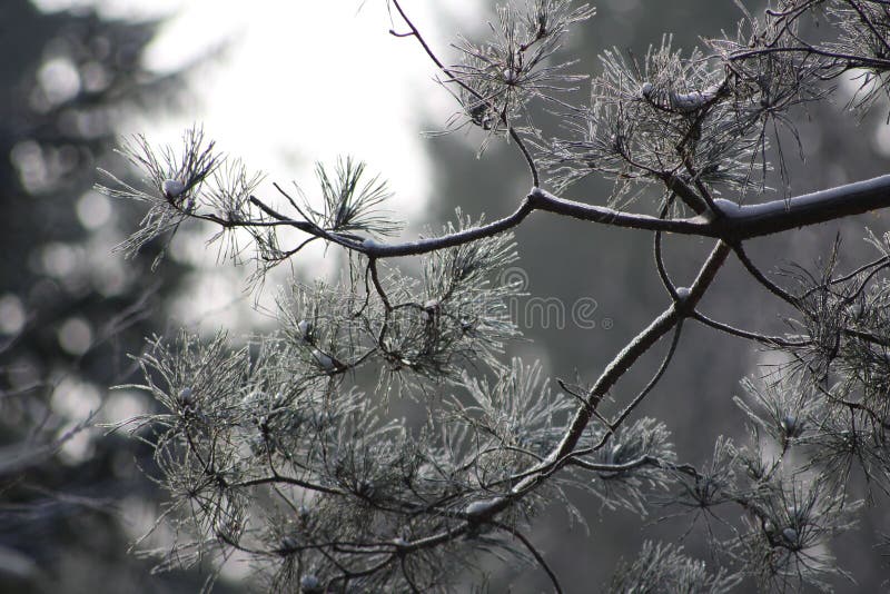 Closeup Shot of a Snow on a Tree Branch Stock Image - Image of tree ...