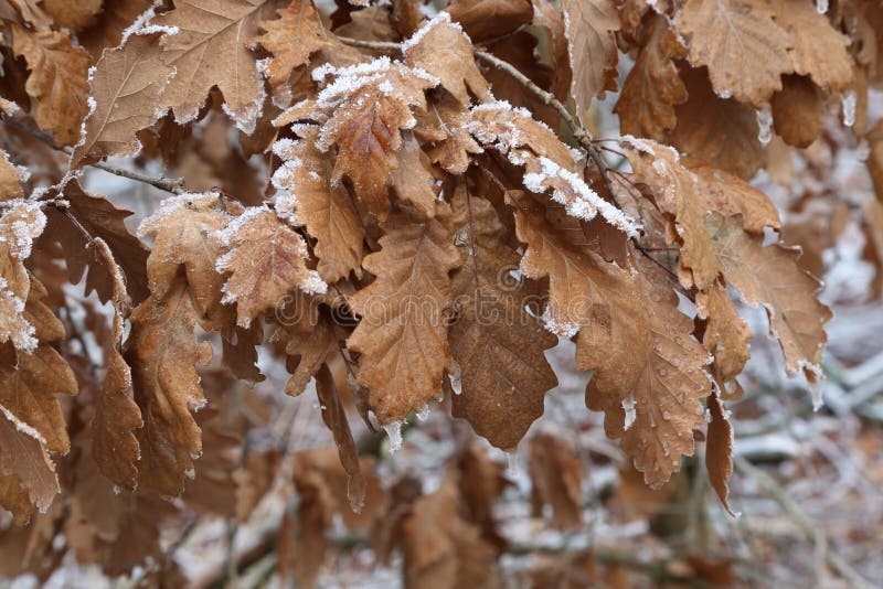 Snowy Leaves stock image. Image of weather, background - 69769493