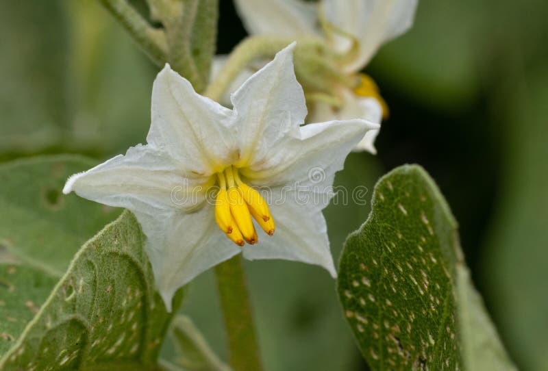 Closeup Shot of a Solanum Melongena Flower Stock Image - Image of pink ...