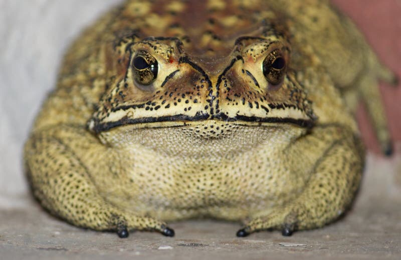 Closeup Shot of a Spadefoot Frog Looking at the Camera Stock Image ...