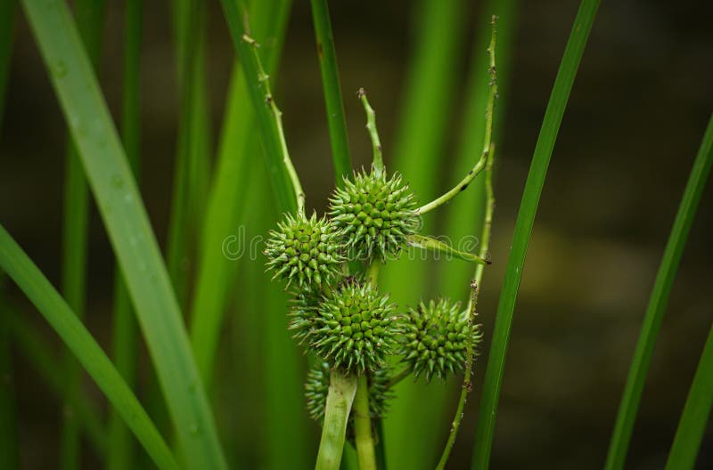 Closeup Shot of the Sparganium Plant in the Forest Stock Image - Image ...
