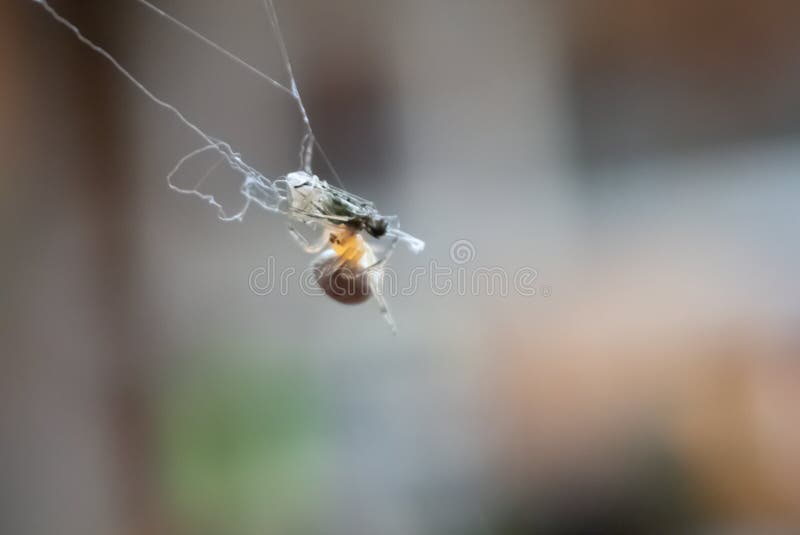 A Spider Catching a Stink Bug in His Web Stock Image - Image of long ...
