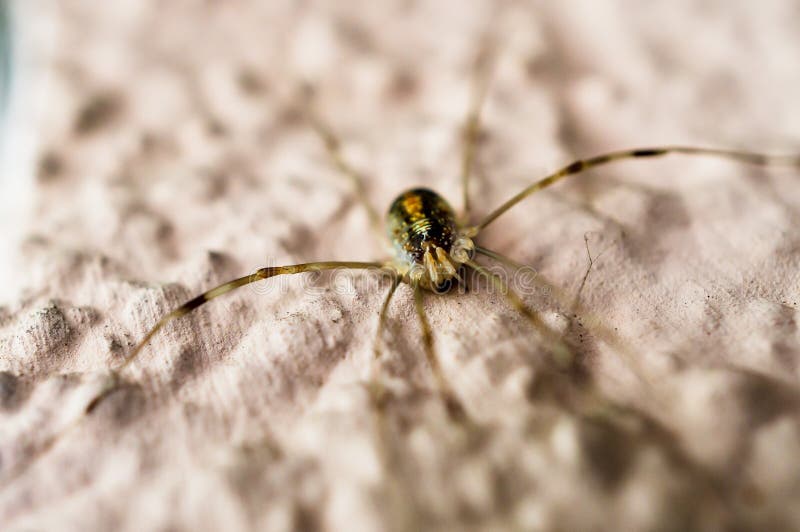 Closeup Shot of a Spider on a Concrete Surface Stock Image - Image of ...