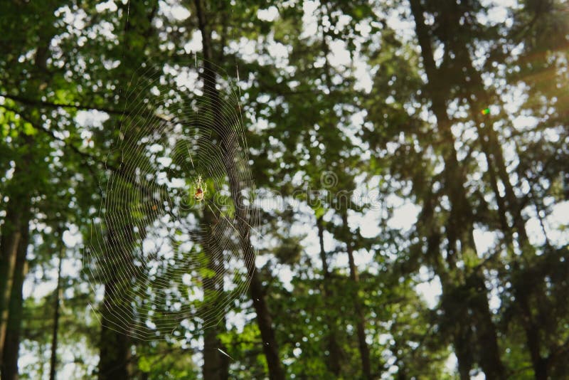 Closeup Shot of a Spider and Its Web Against the Background of Green ...