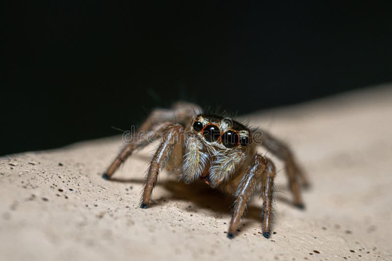 Closeup Shot of a Spider Looking Straight at the Camera Stock Photo ...