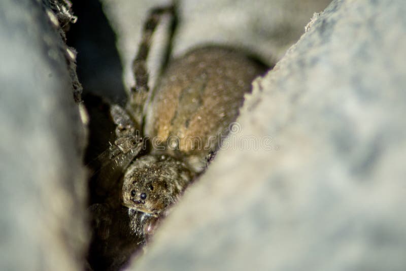 Closeup Shot of a Spider between the Rocks Stock Image - Image of ...