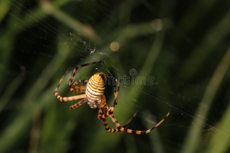 Closeup Shot of a Spider Spinning Its Cobweb Stock Photo - Image of ...
