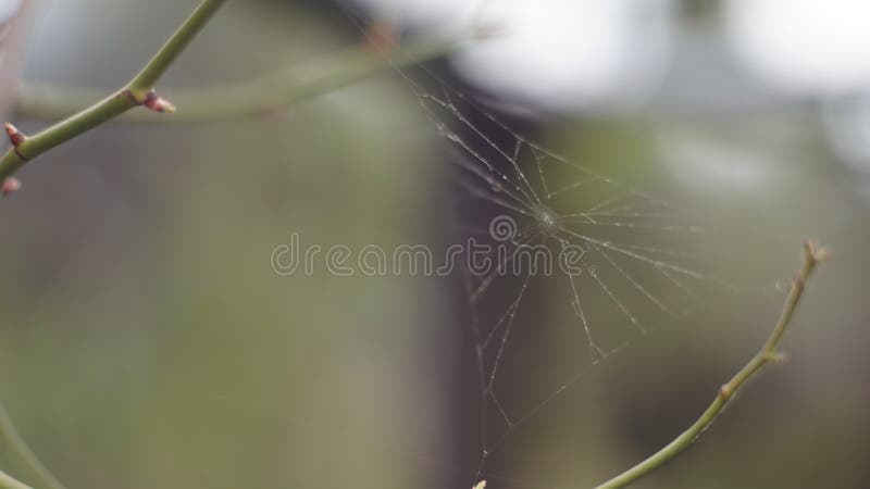 Spider Web between Branches Stock Image - Image of water, flora: 98558921