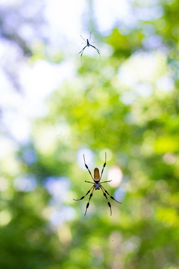 Closeup Shot of Spiders on the Web Stock Image - Image of beautiful ...