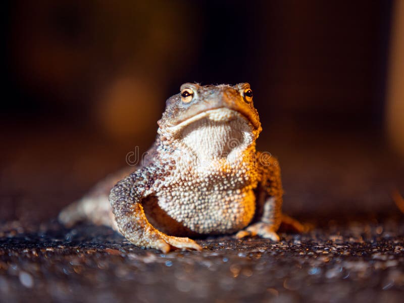 Closeup Shot of a Spiky Large Toad on the Floor Stock Image - Image of ...