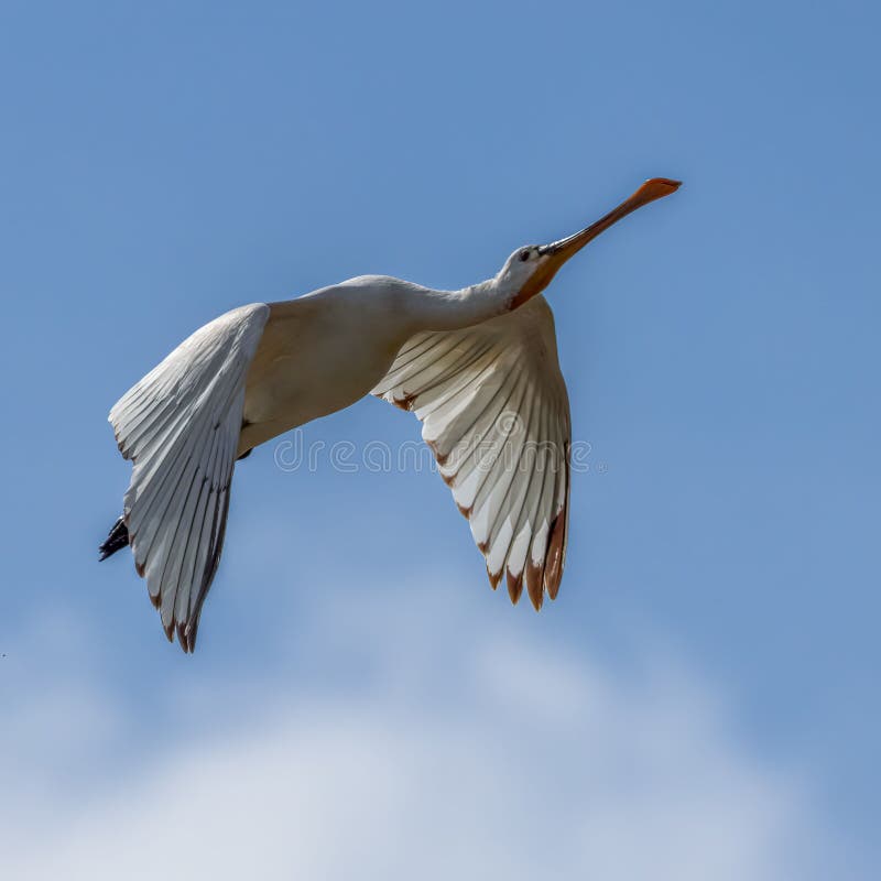 Closeup Shot of a Spoonbill Bird Soaring in the Sky Stock Image - Image ...