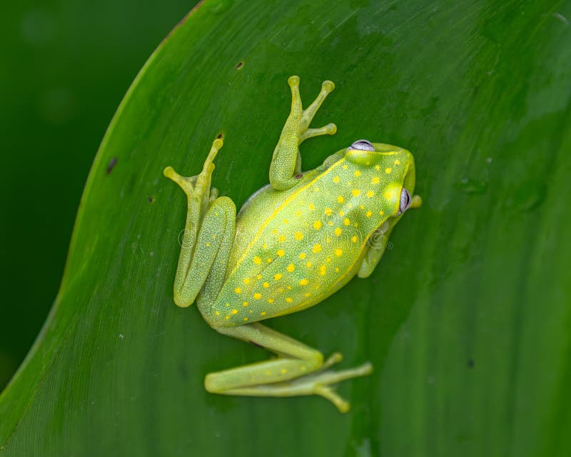 Closeup Shot of a Spotted Boophis Frog on a Leaf Stock Photo - Image of ...