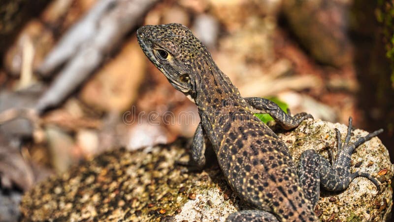 Closeup Shot of a Spotted Brown Lizard on a Rock Stock Image - Image of ...