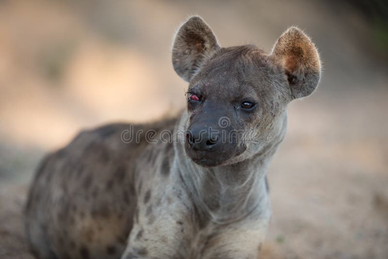 Closeup Shot of a Spotted Hyena with a Broken Eye Stock Photo - Image ...
