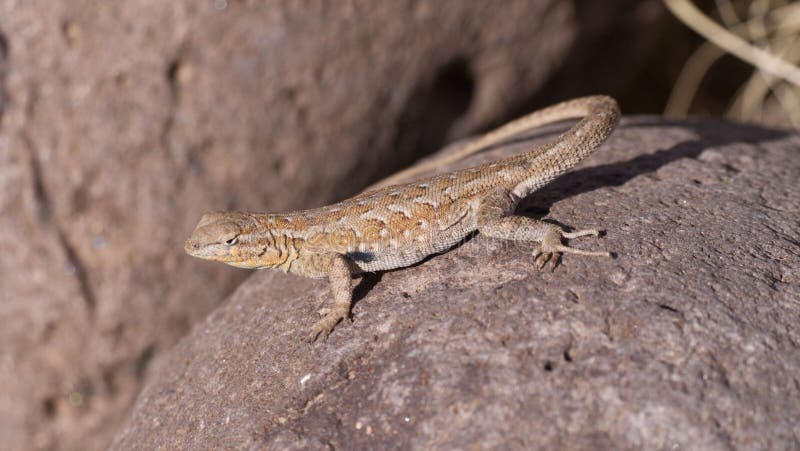 Closeup Shot of a Spotted Lizard on a Rock Stock Image - Image of ...