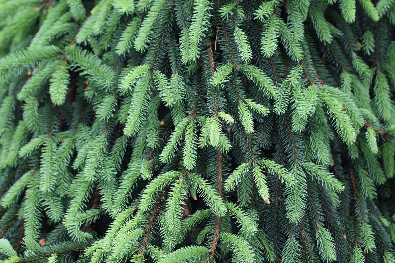Closeup Shot of Spruce Branches, Texture for Background or Wallpaper ...